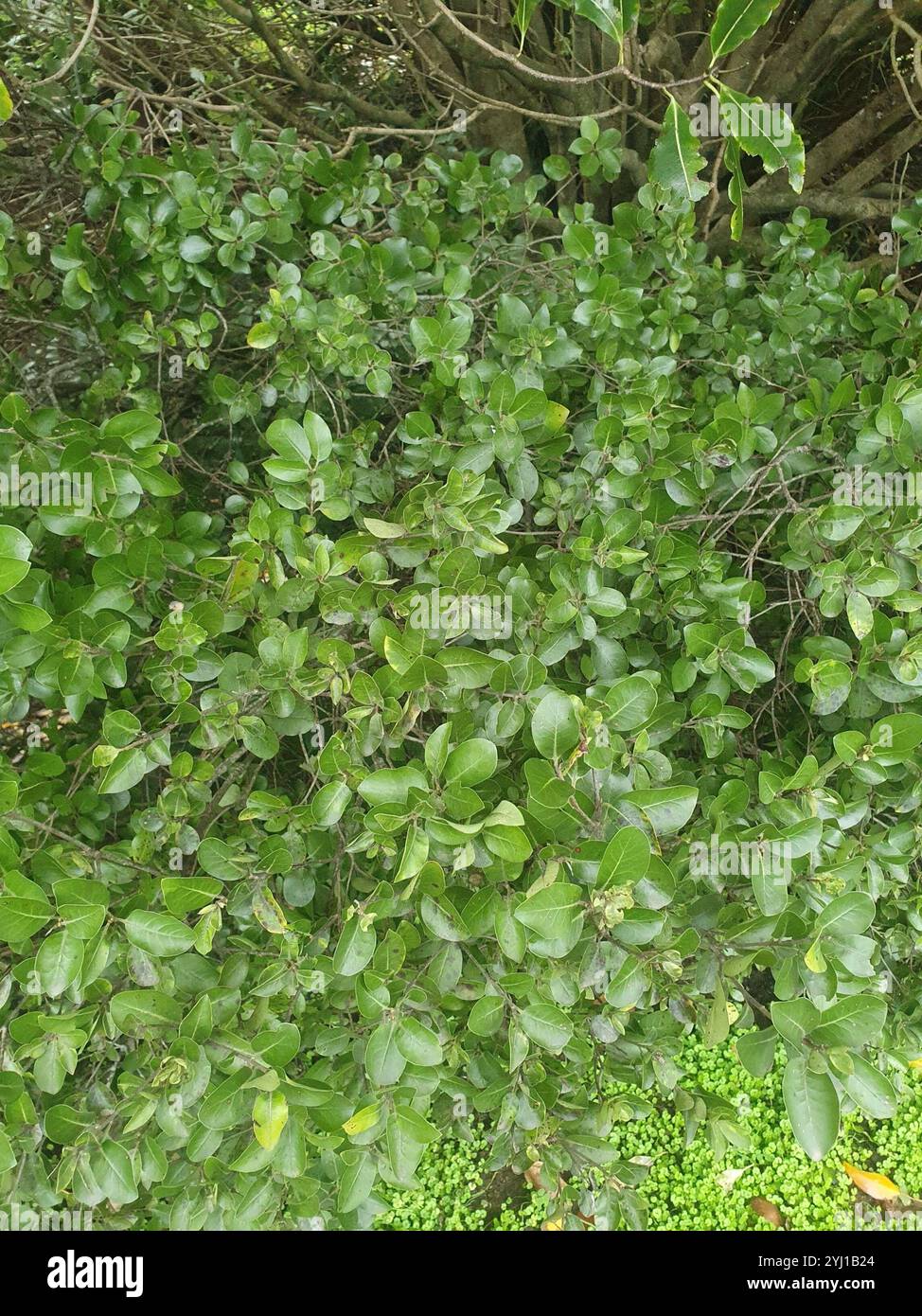 Kohuhu pittosporum tenuifolium hi-res stock photography and images - Alamy