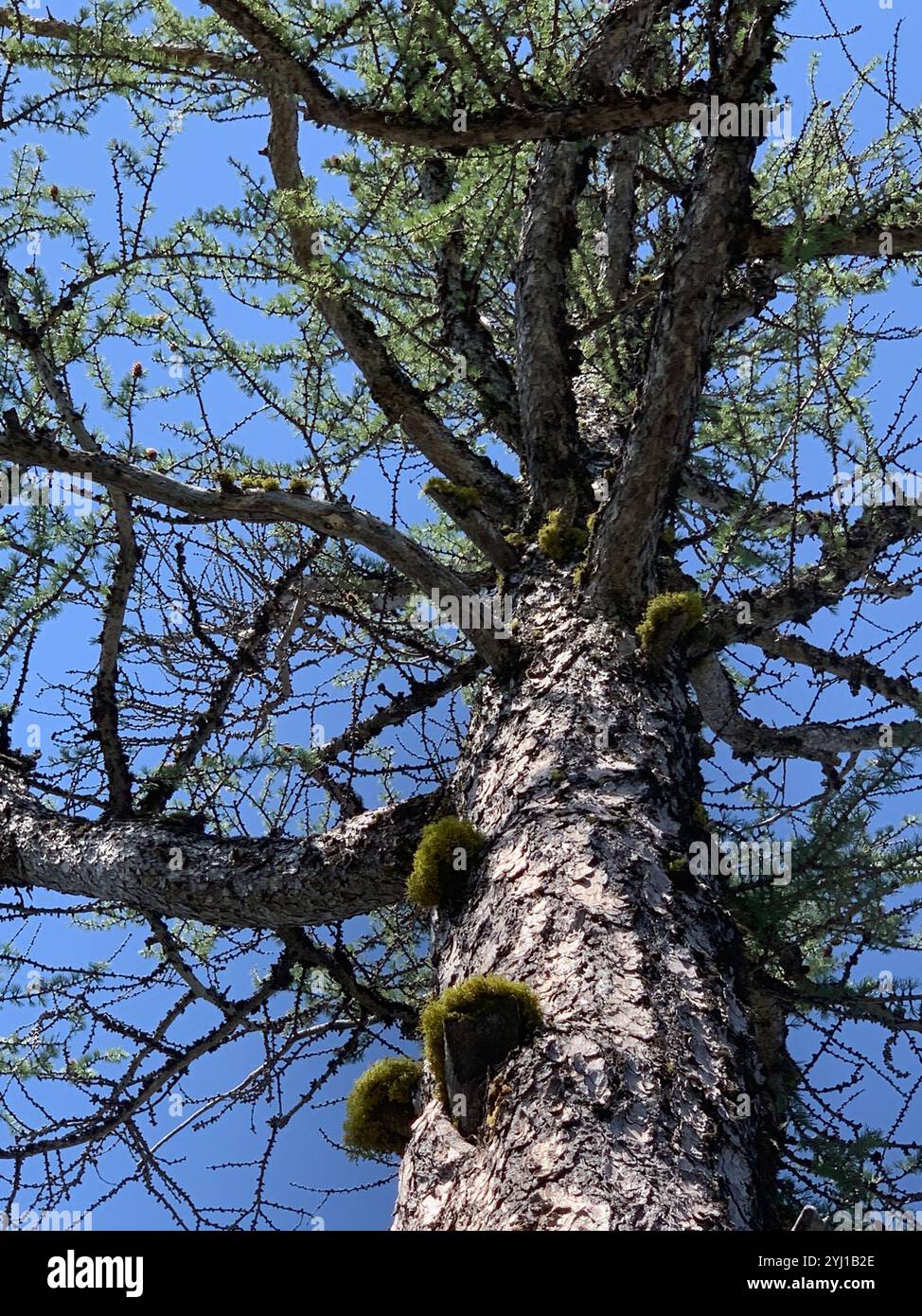 subalpine larch (Larix lyallii Stock Photo - Alamy