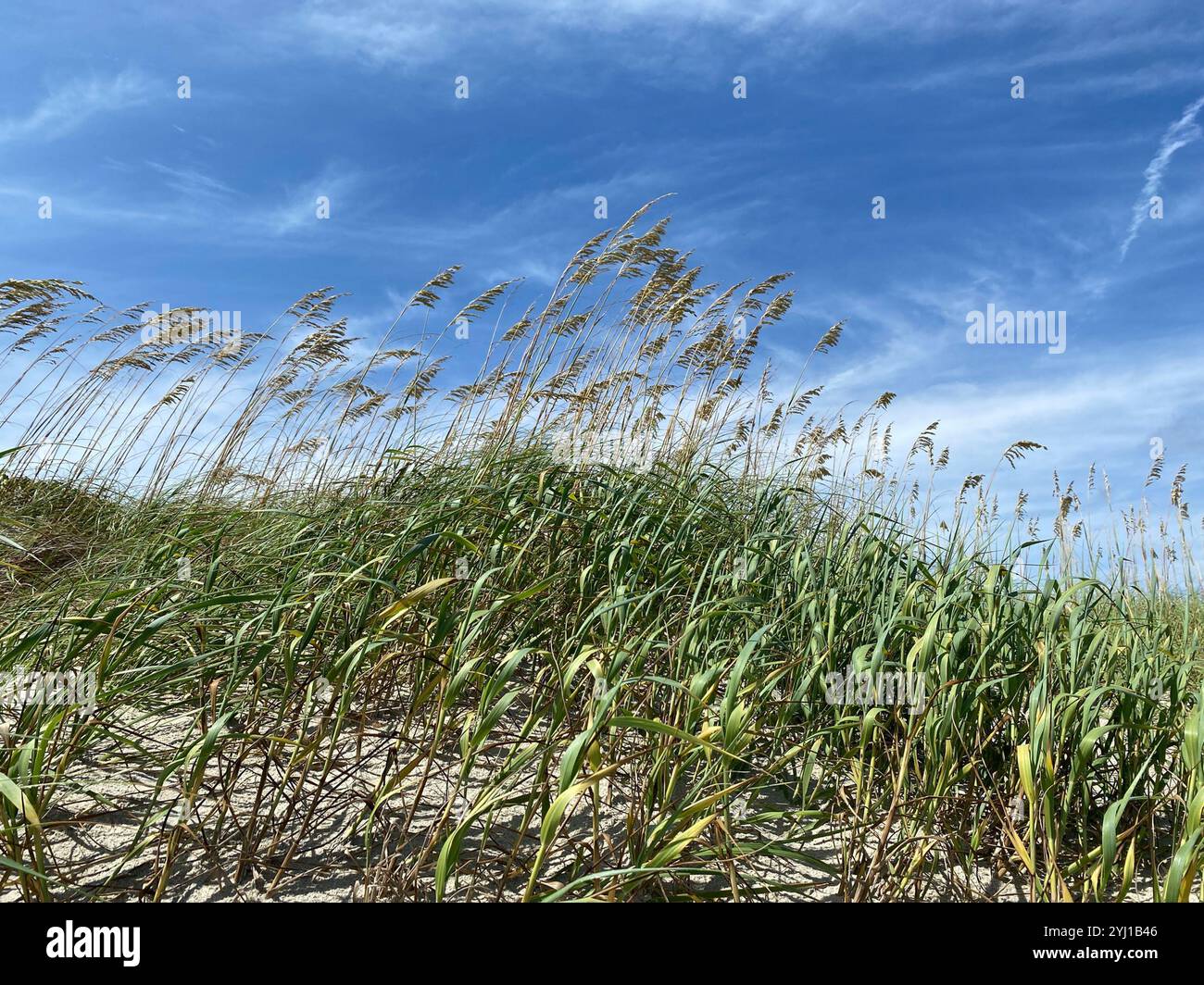 sea oats (Uniola paniculata Stock Photo - Alamy