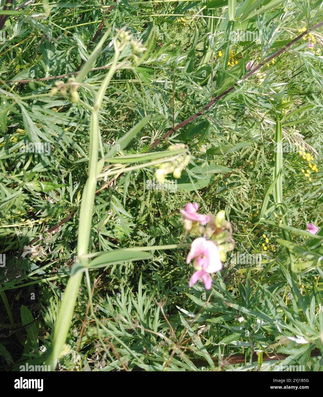 Narrow-leaved Everlasting-pea (Lathyrus sylvestris Stock Photo - Alamy