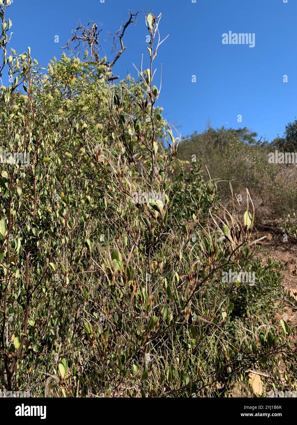 Birchleaf Mountain Mahogany (Cercocarpus betuloides Stock Photo - Alamy