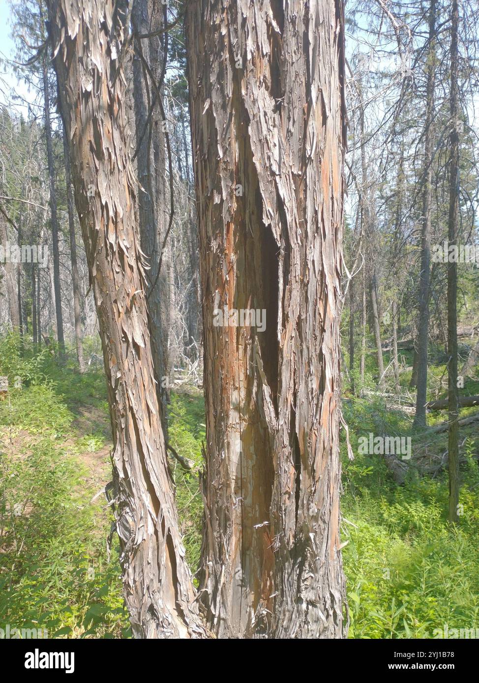 Alaska yellow cedar (Callitropsis nootkatensis Stock Photo - Alamy