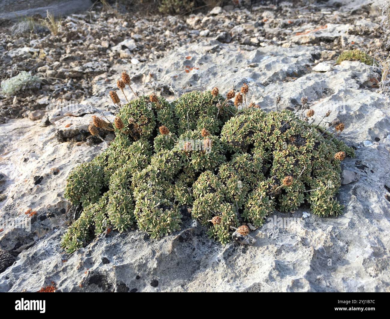 Petrophytum hi-res stock photography and images - Alamy