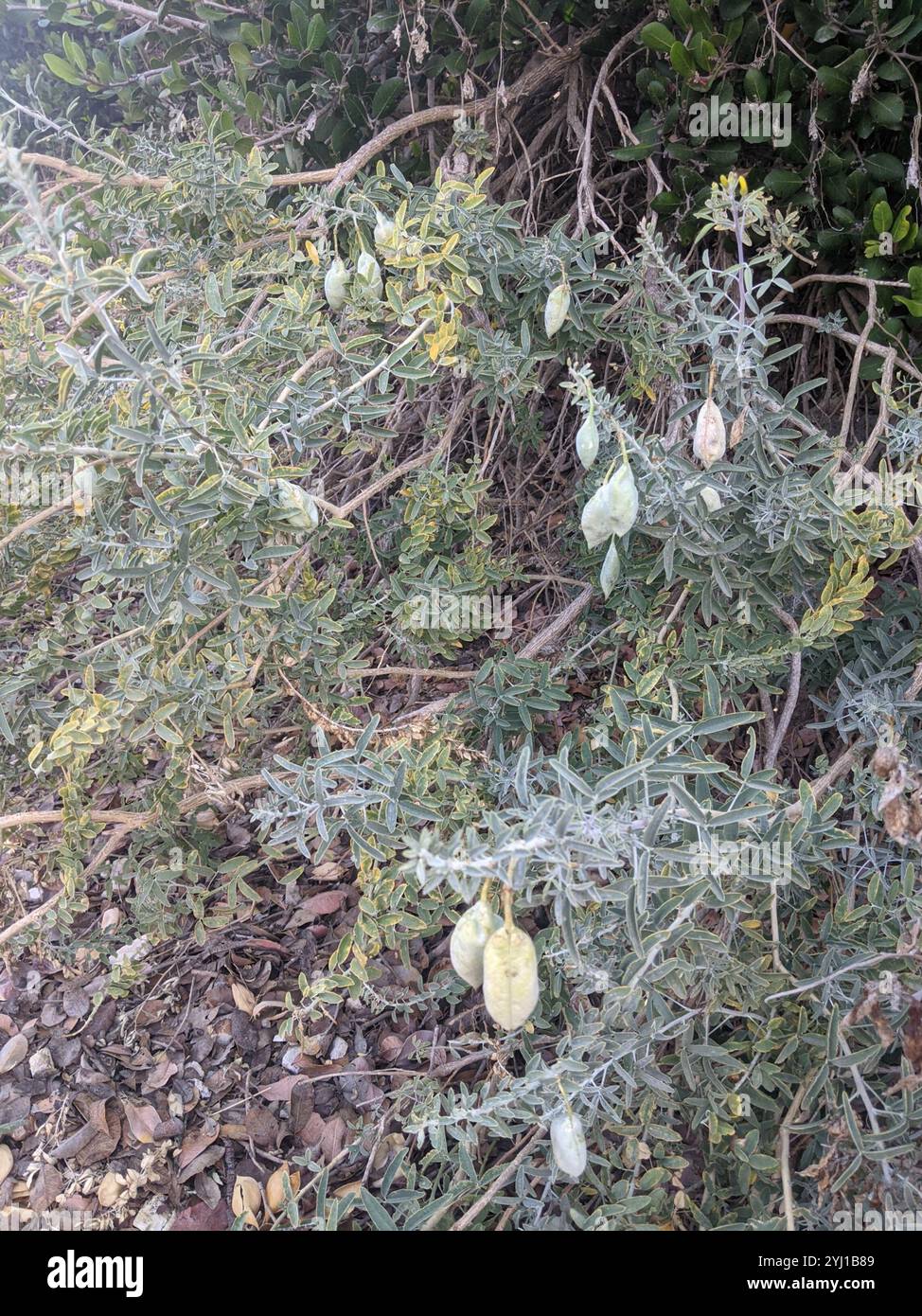 Bladderpod (Cleomella arborea Stock Photo - Alamy