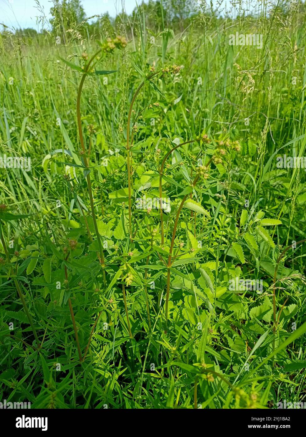 Northern Bedstraw (Galium boreale Stock Photo - Alamy