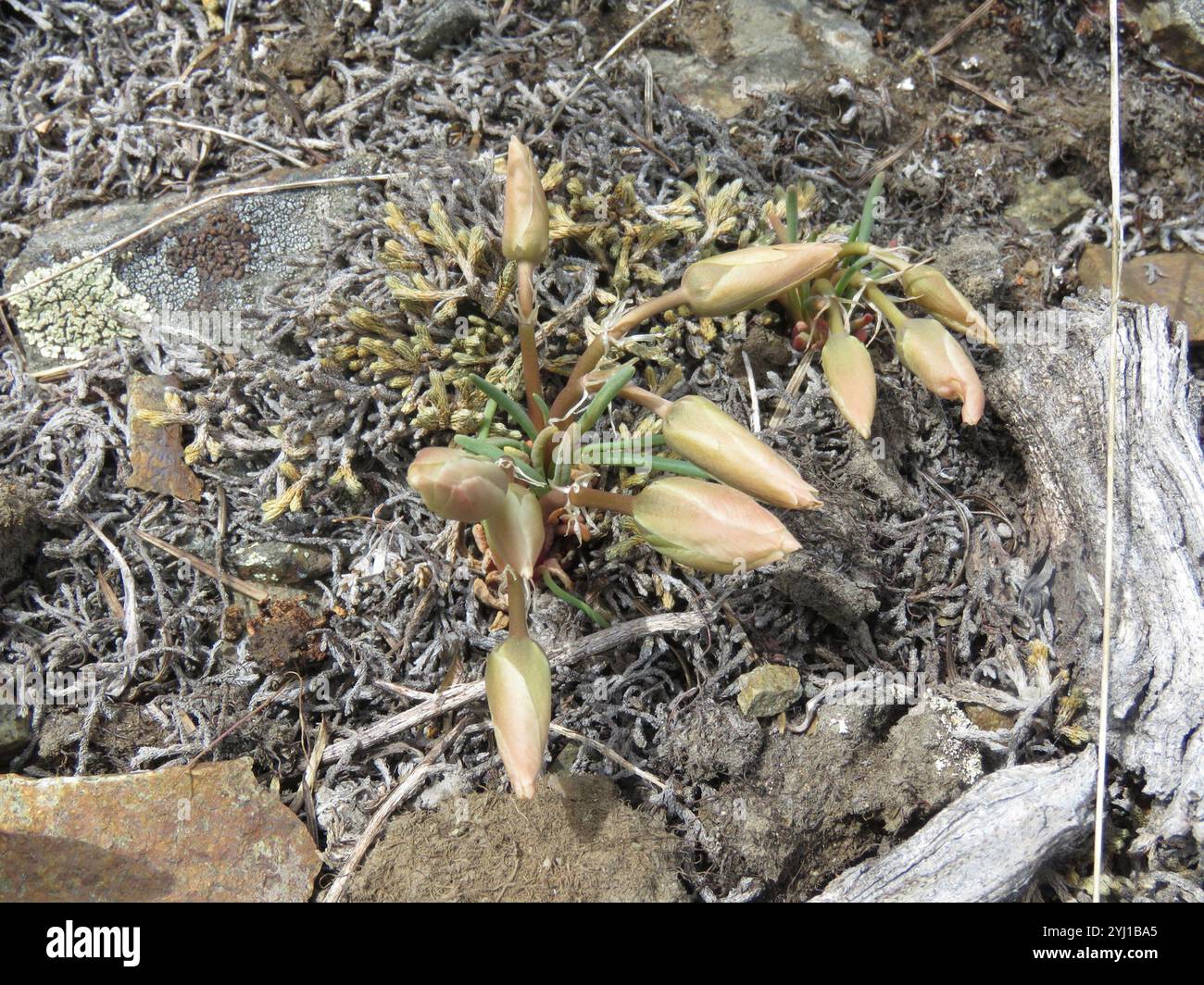 Bitterroot (Lewisia rediviva Stock Photo - Alamy