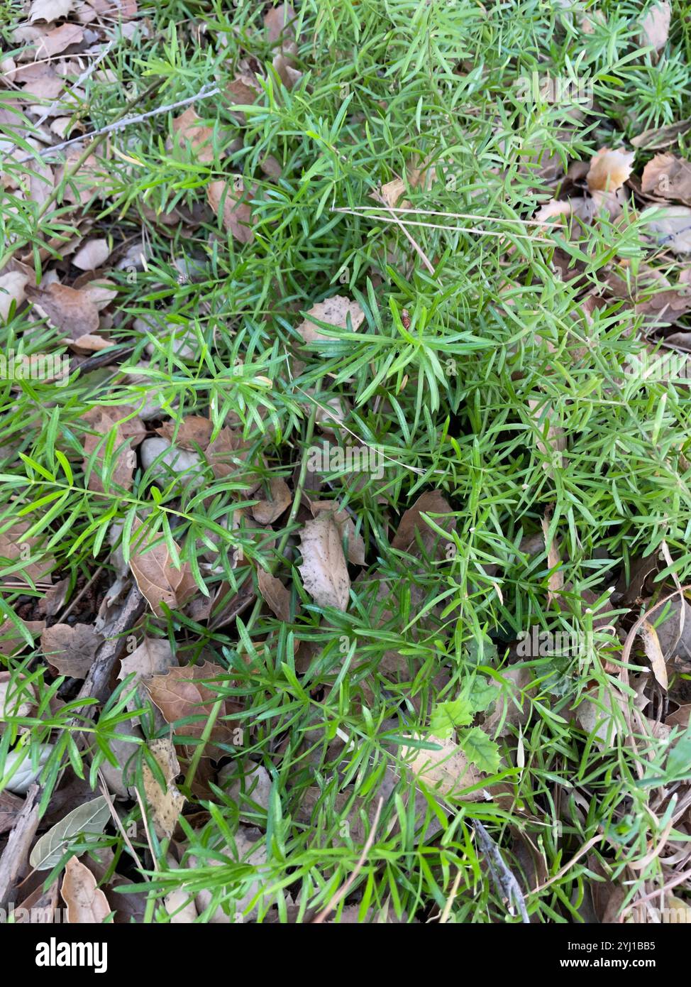 African Asparagus (Asparagus aethiopicus Stock Photo - Alamy