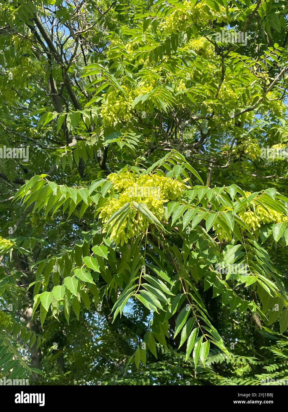 tree-of-heaven (Ailanthus altissima Stock Photo - Alamy