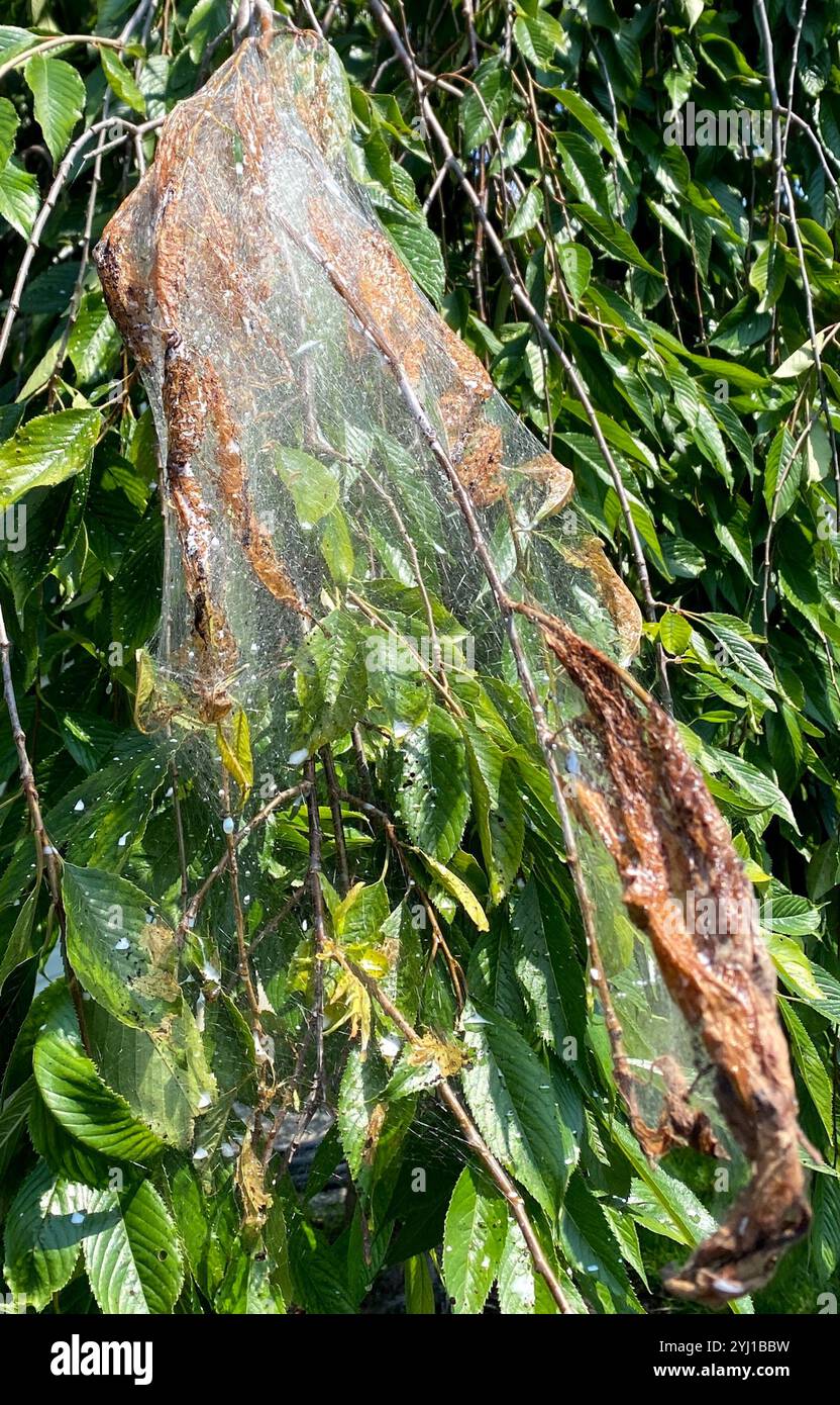 Fall Webworm Moth (Hyphantria cunea Stock Photo - Alamy