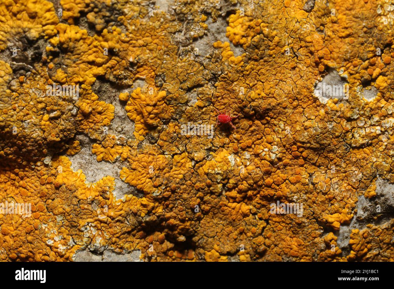 Limestone Lobed Firedot (Variospora flavescens Stock Photo - Alamy