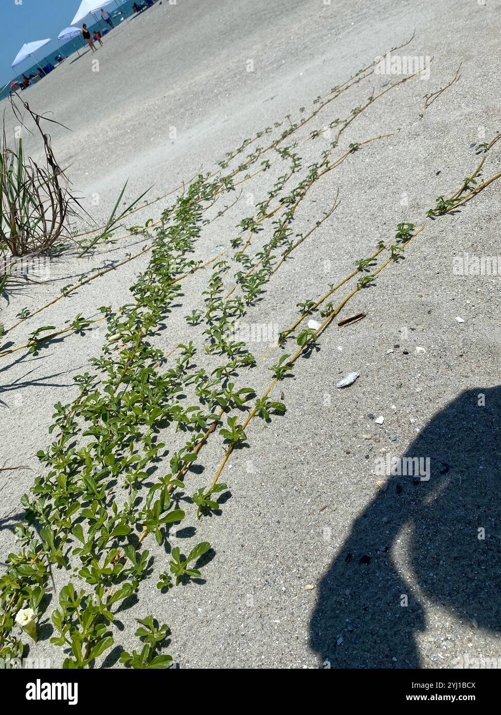 beach morning-glory (Ipomoea imperati Stock Photo - Alamy