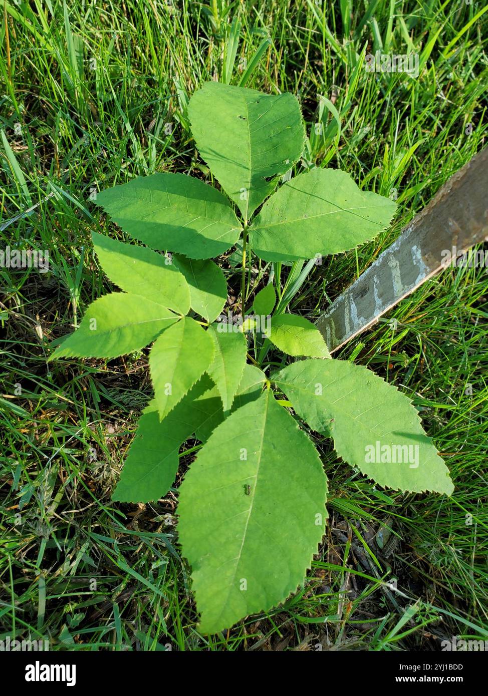 bitternut hickory (Carya cordiformis Stock Photo - Alamy