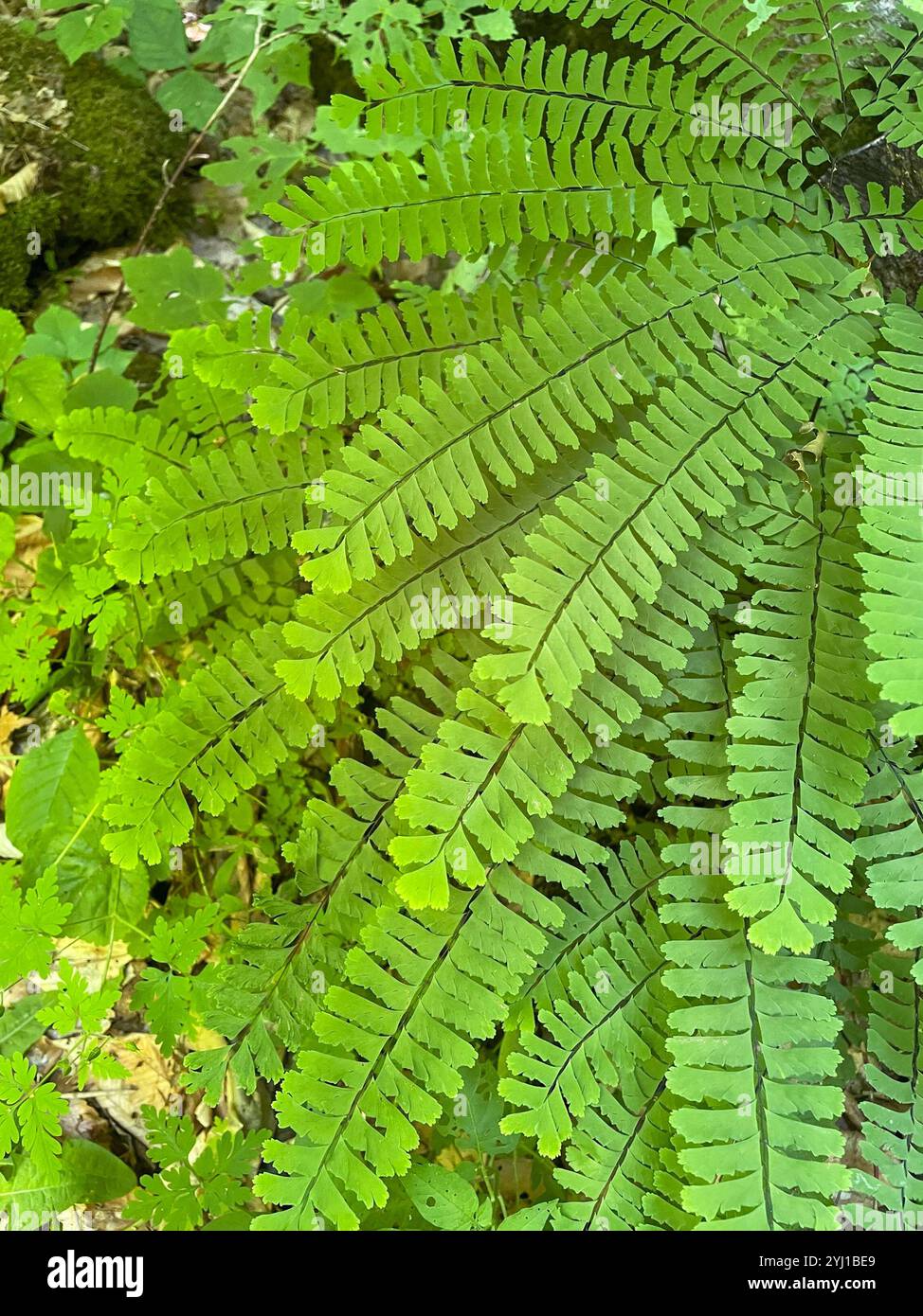 northern maidenhair fern (Adiantum pedatum Stock Photo - Alamy