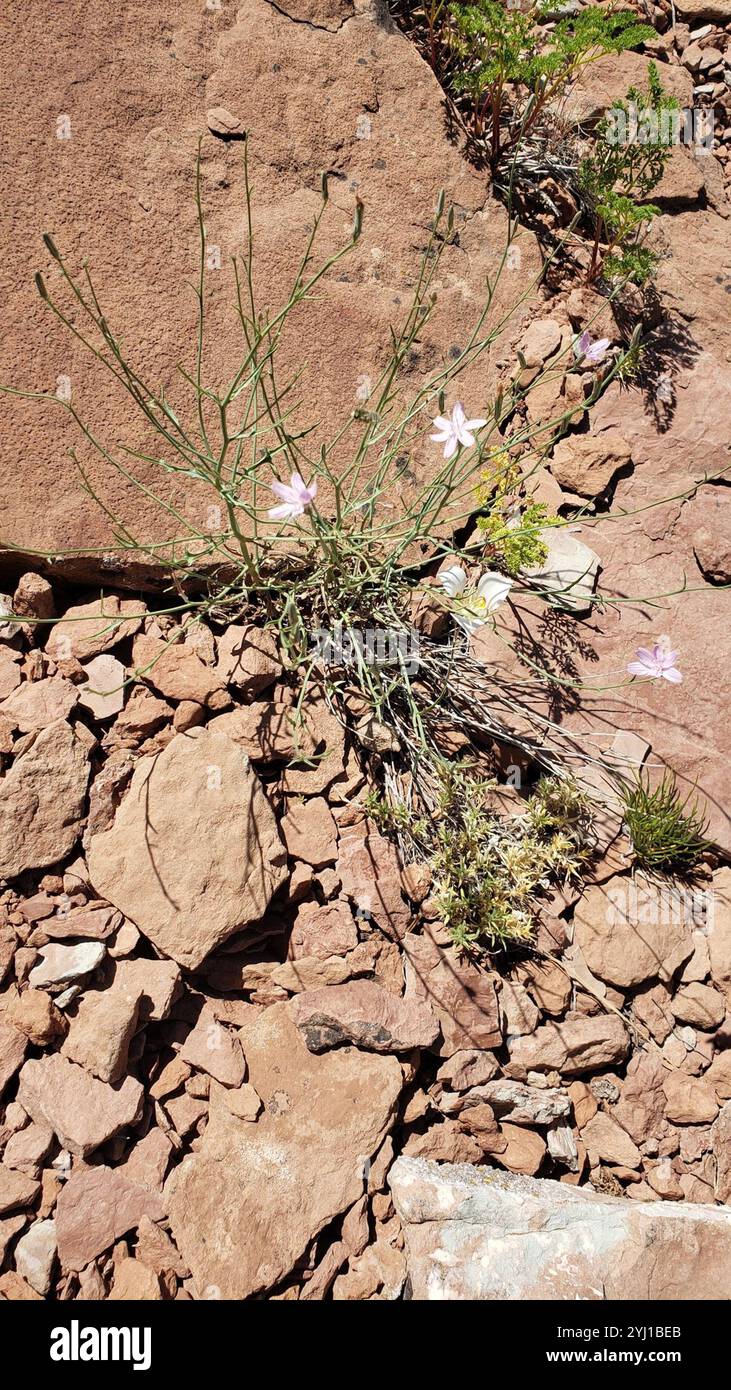 rush skeletonplant (Lygodesmia juncea Stock Photo - Alamy