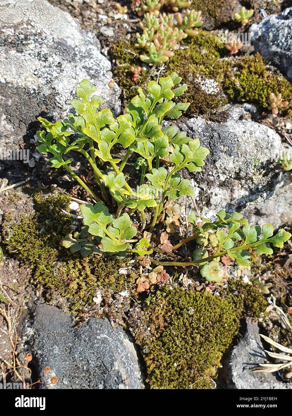 wall-rue (Asplenium ruta-muraria Stock Photo - Alamy