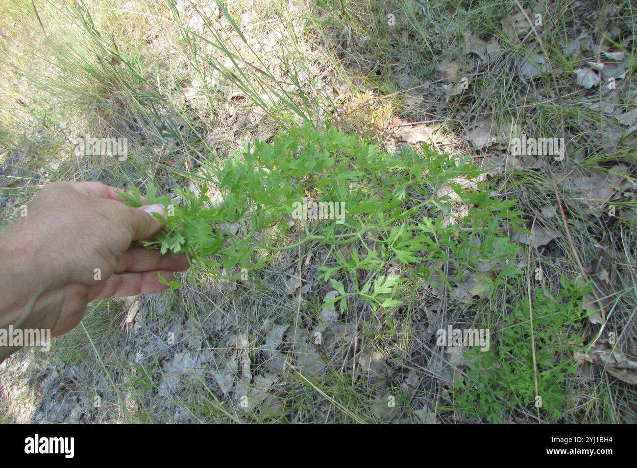 Mountain Parsley (Peucedanum oreoselinum Stock Photo - Alamy