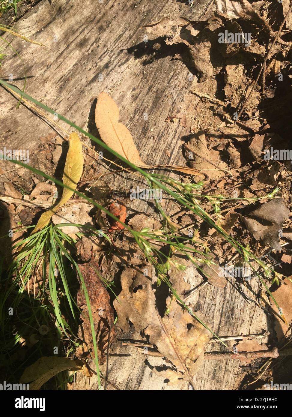 Slender Path Rush (Juncus tenuis Stock Photo - Alamy