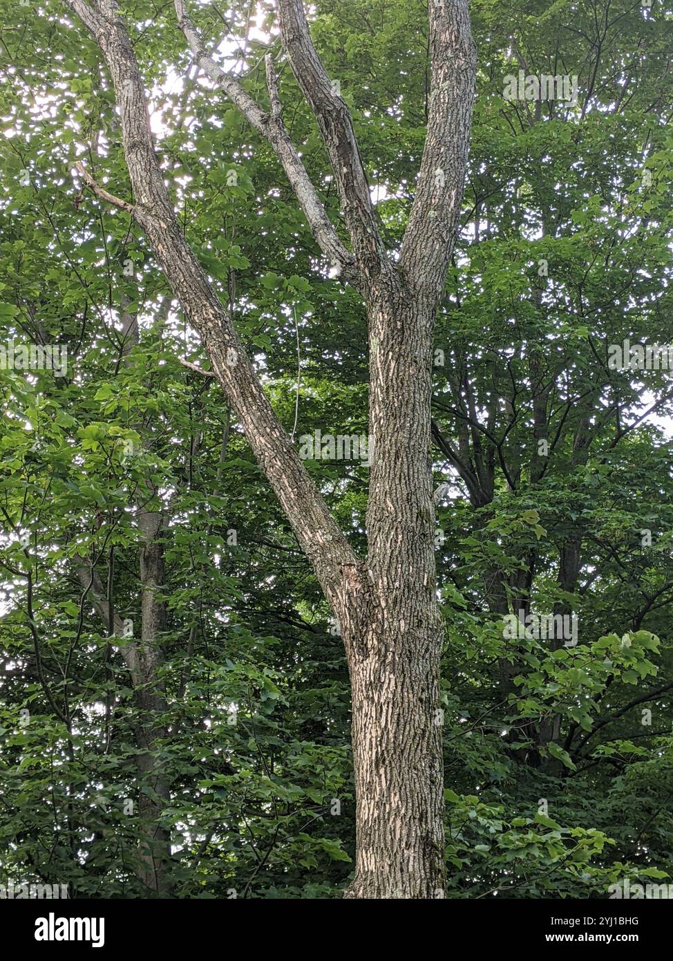 Emerald Ash Borer (Agrilus planipennis Stock Photo - Alamy
