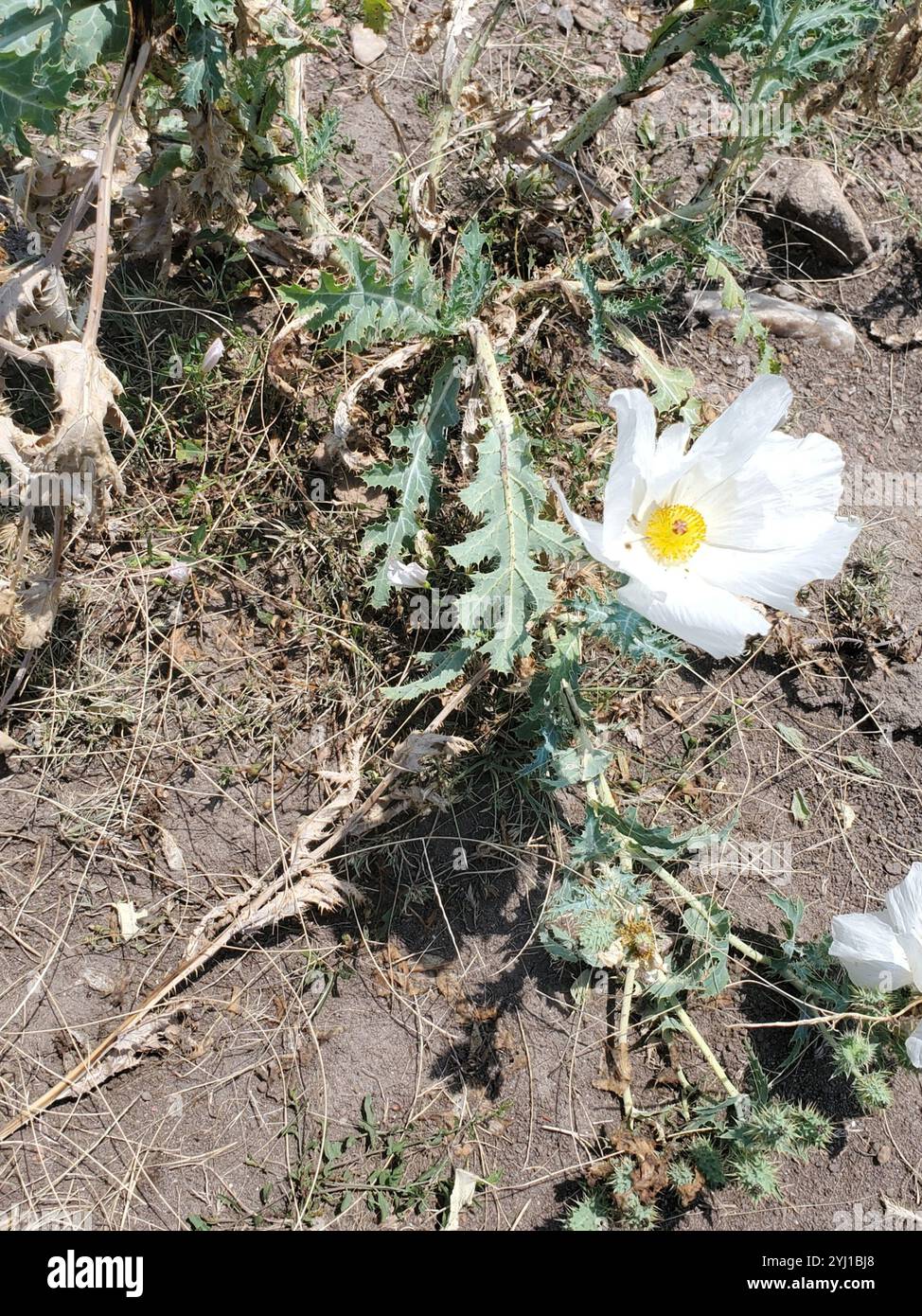 thistle poppy (Argemone polyanthemos Stock Photo - Alamy