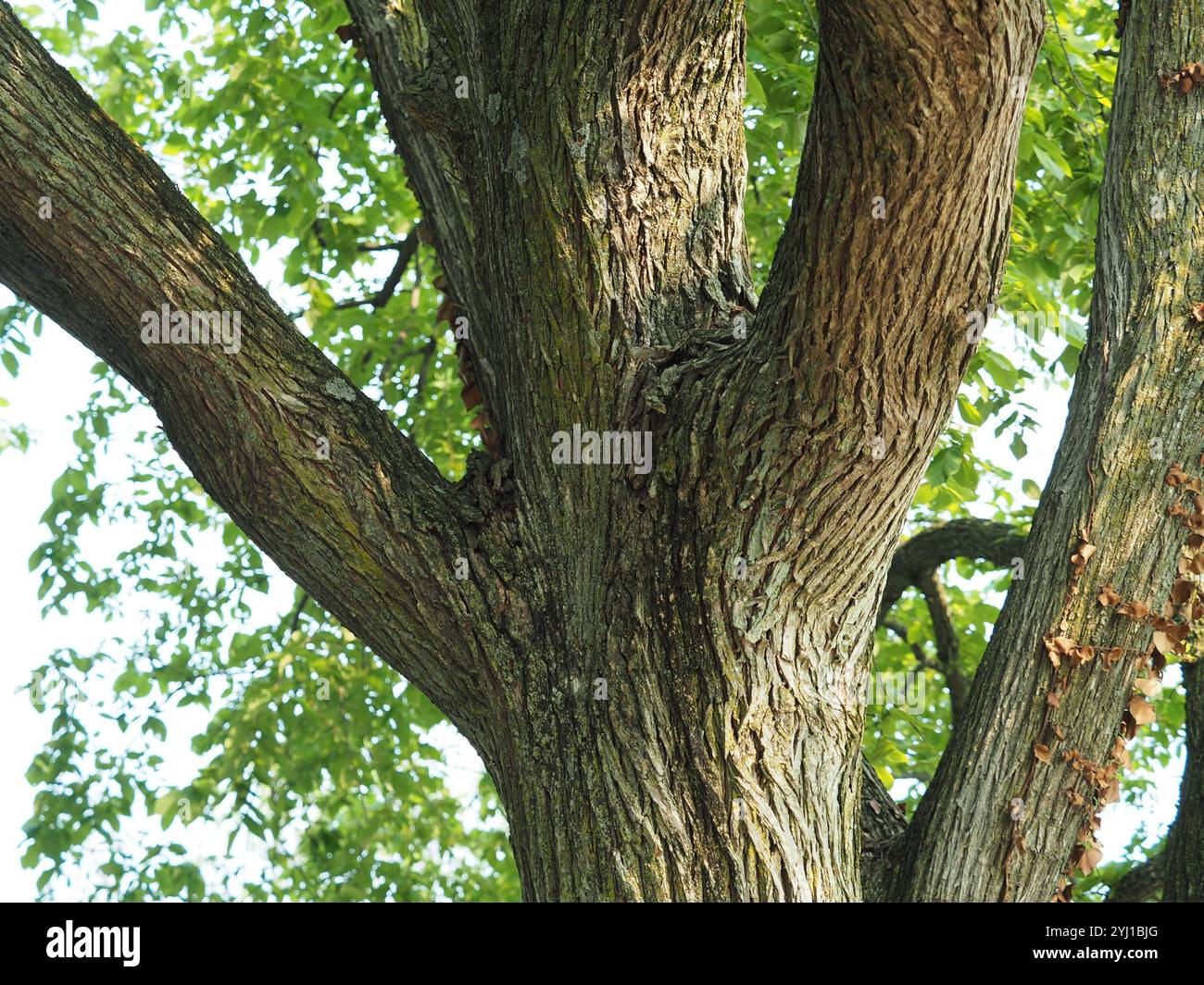 American elm (Ulmus americana Stock Photo - Alamy