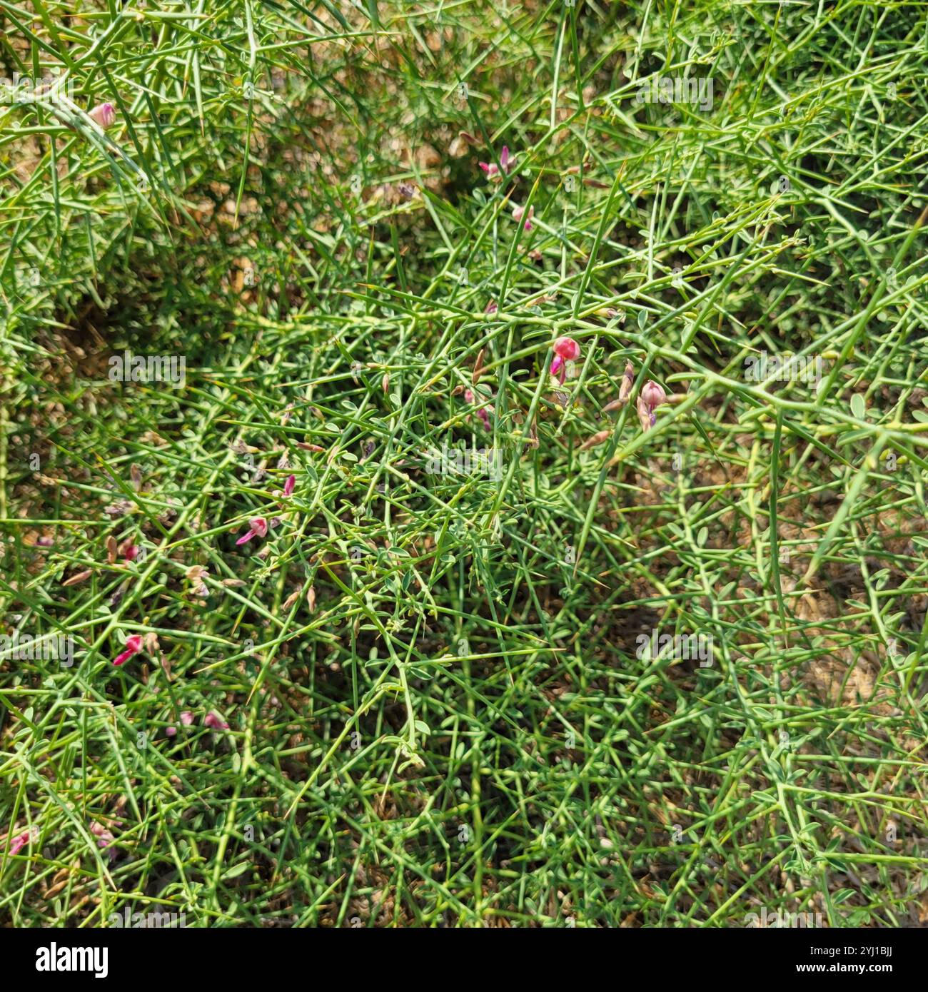 Camel's Thorn (Alhagi graecorum Stock Photo - Alamy