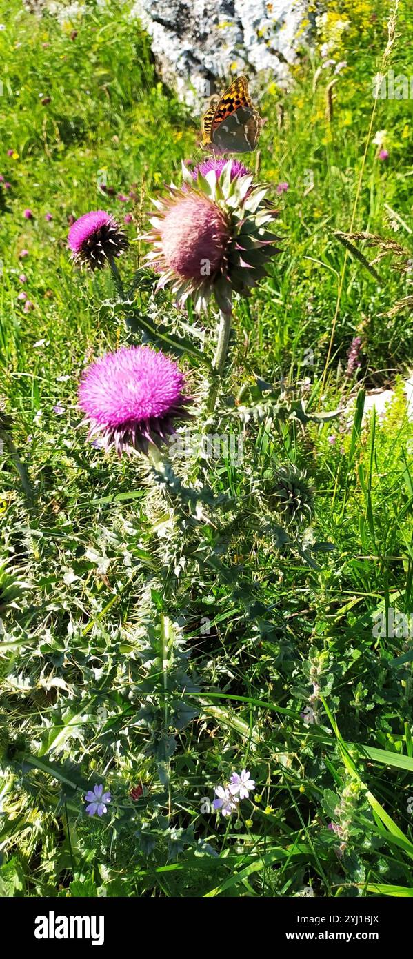 (Carduus nutans leiophyllus Stock Photo - Alamy