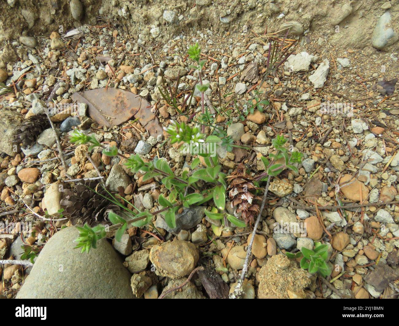 Sticky mouse-ear chickweed (Cerastium glomeratum Stock Photo - Alamy