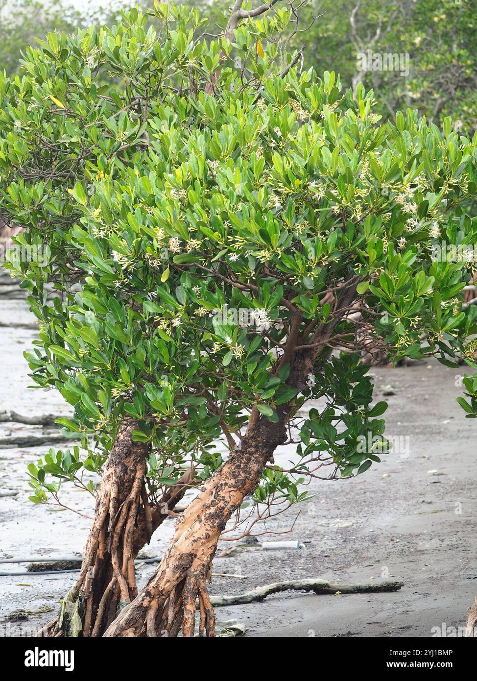 Kandelia hi-res stock photography and images - Alamy