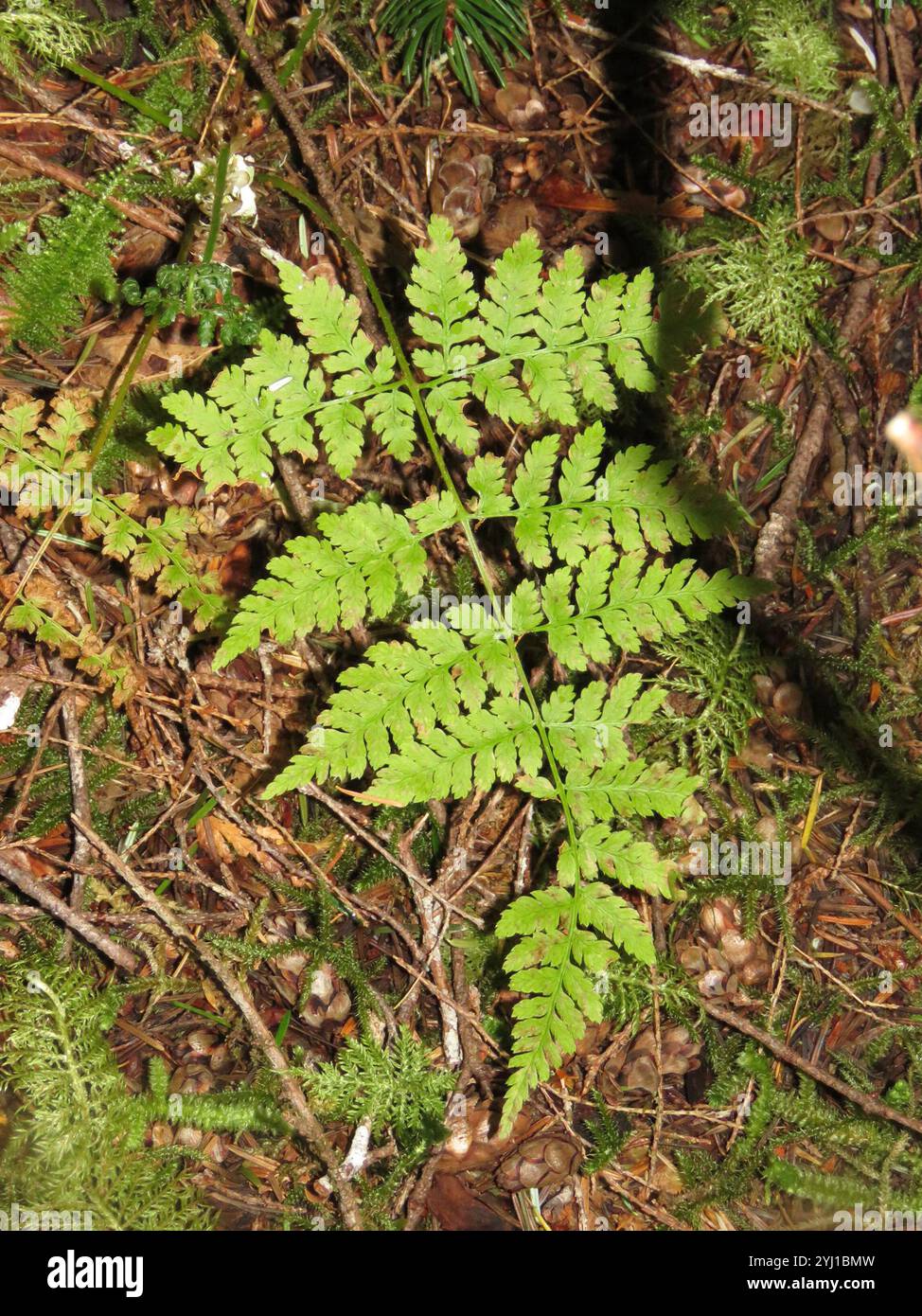 spreading wood fern (Dryopteris expansa Stock Photo - Alamy