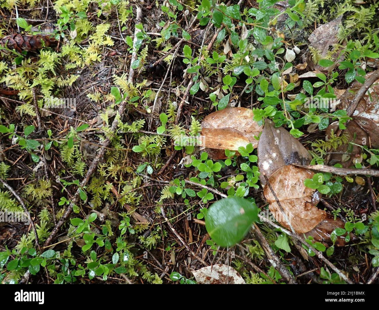 Twinflower (Linnaea borealis Stock Photo - Alamy