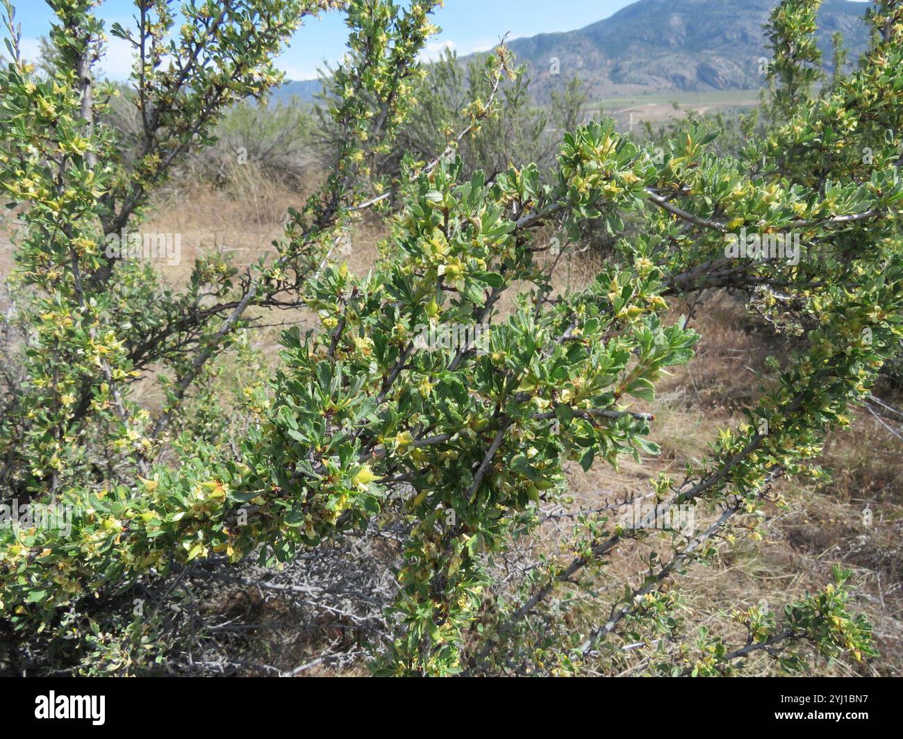 Antelope bitterbrush hi-res stock photography and images - Alamy