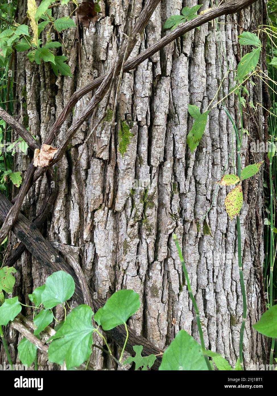 Eastern Cottonwood (Populus deltoides Stock Photo - Alamy