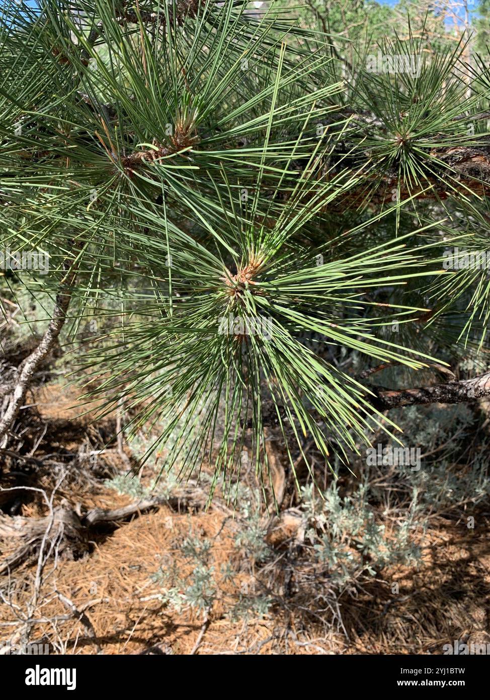 Jeffrey pine (Pinus jeffreyi Stock Photo - Alamy