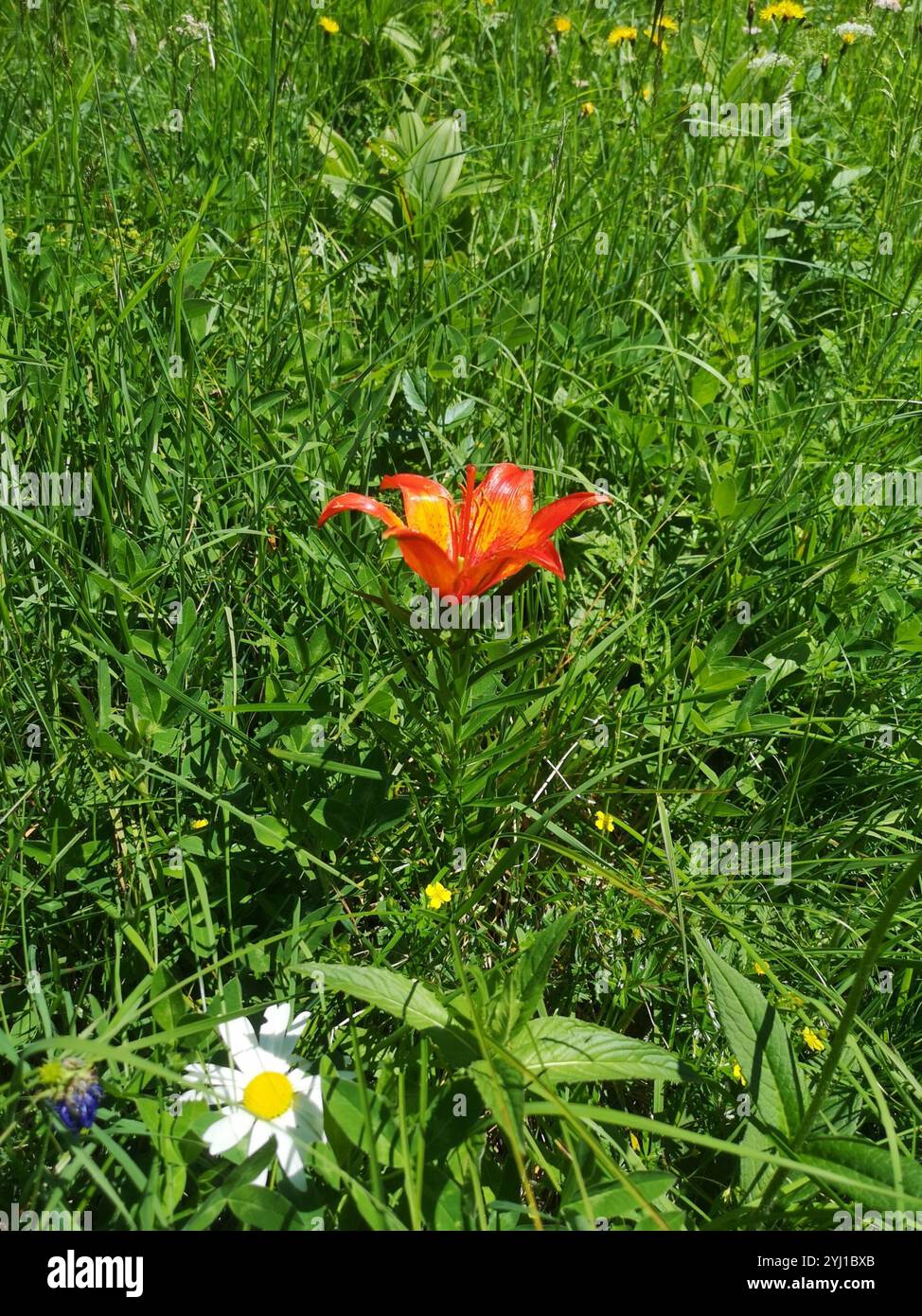 fire lily (Lilium bulbiferum Stock Photo - Alamy