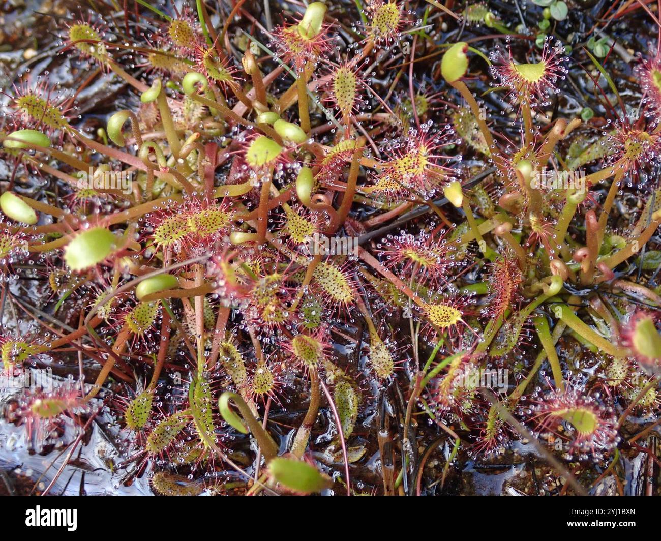 Great Sundew (Drosera anglica Stock Photo - Alamy