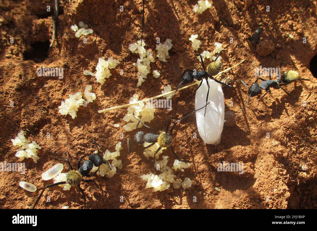 Balbyter ant hi-res stock photography and images - Alamy