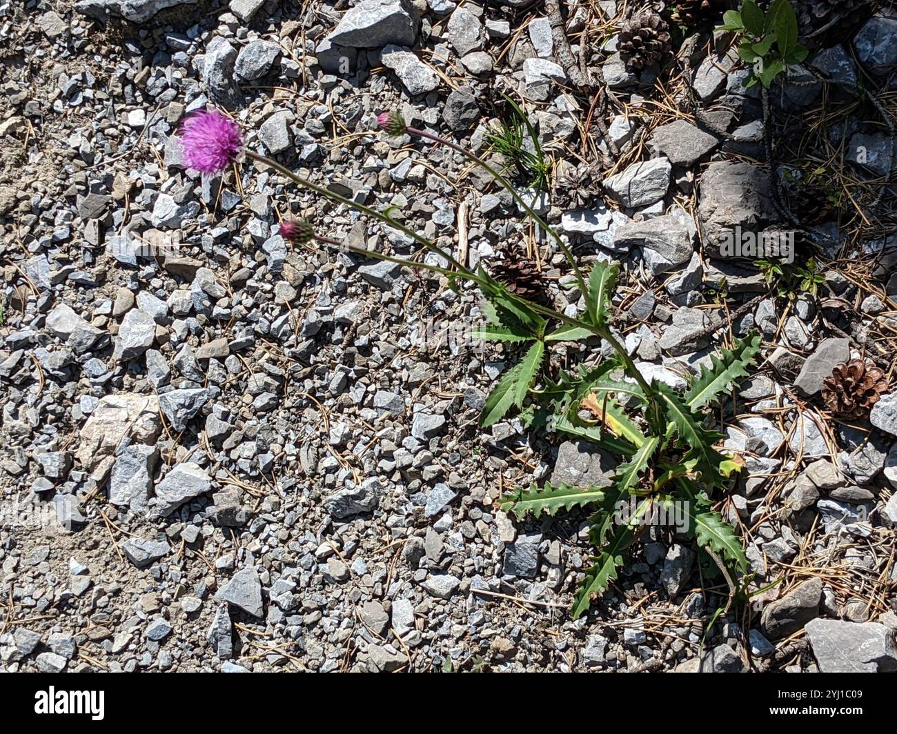 Alpine Thistle (Carduus defloratus Stock Photo - Alamy