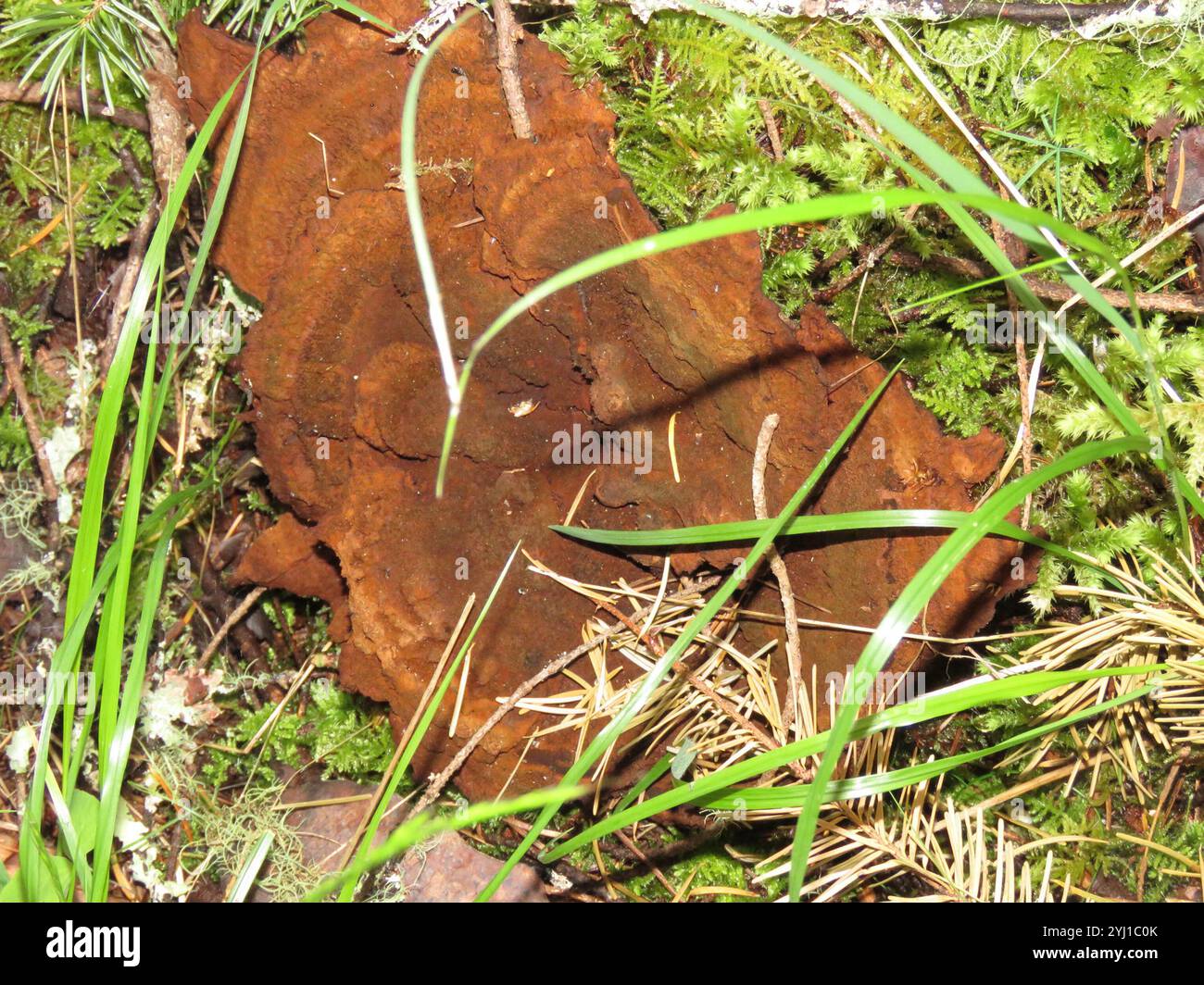 Dyer's Polypore (Phaeolus schweinitzii Stock Photo - Alamy