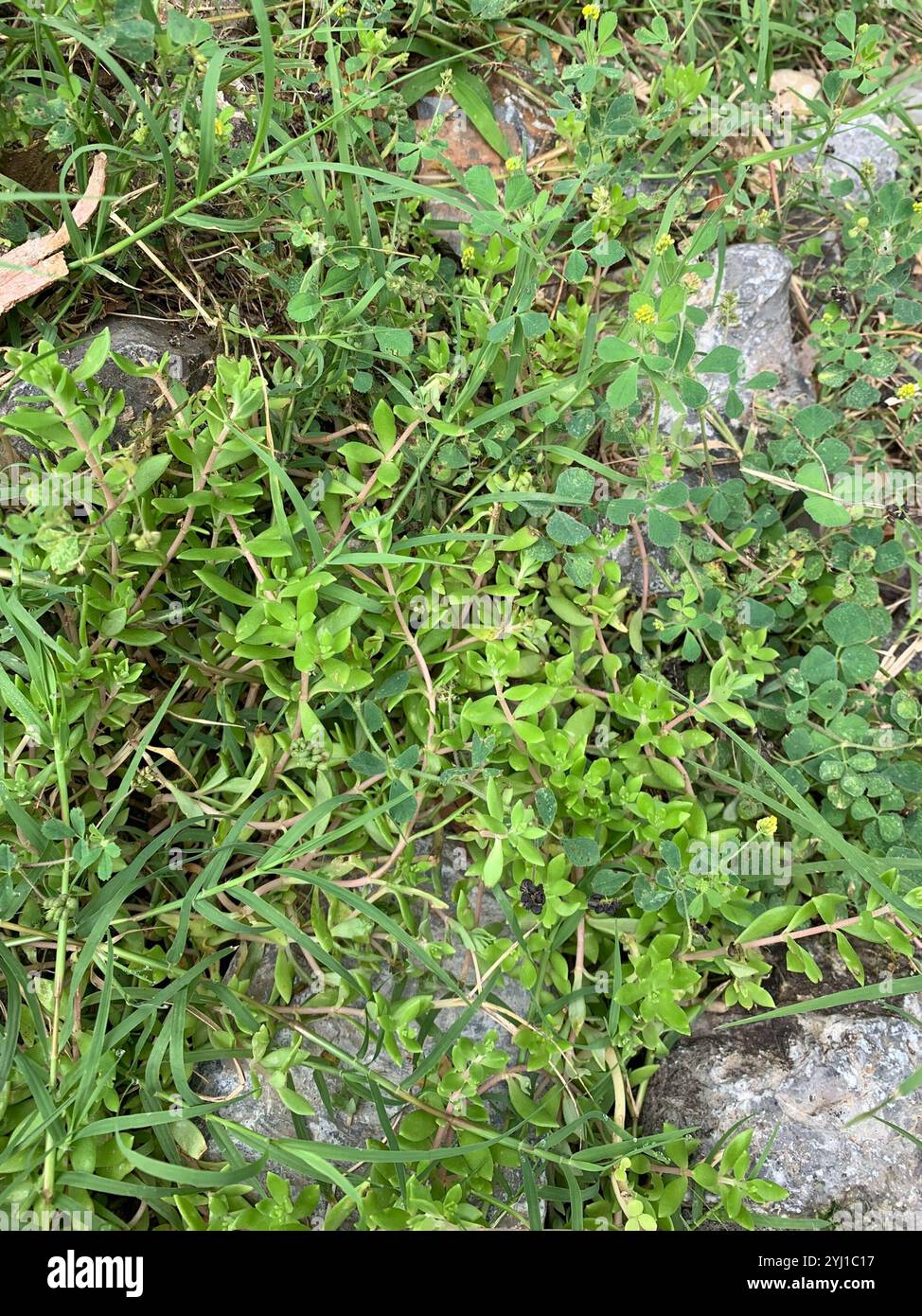 Stringy Stonecrop (Sedum sarmentosum Stock Photo - Alamy
