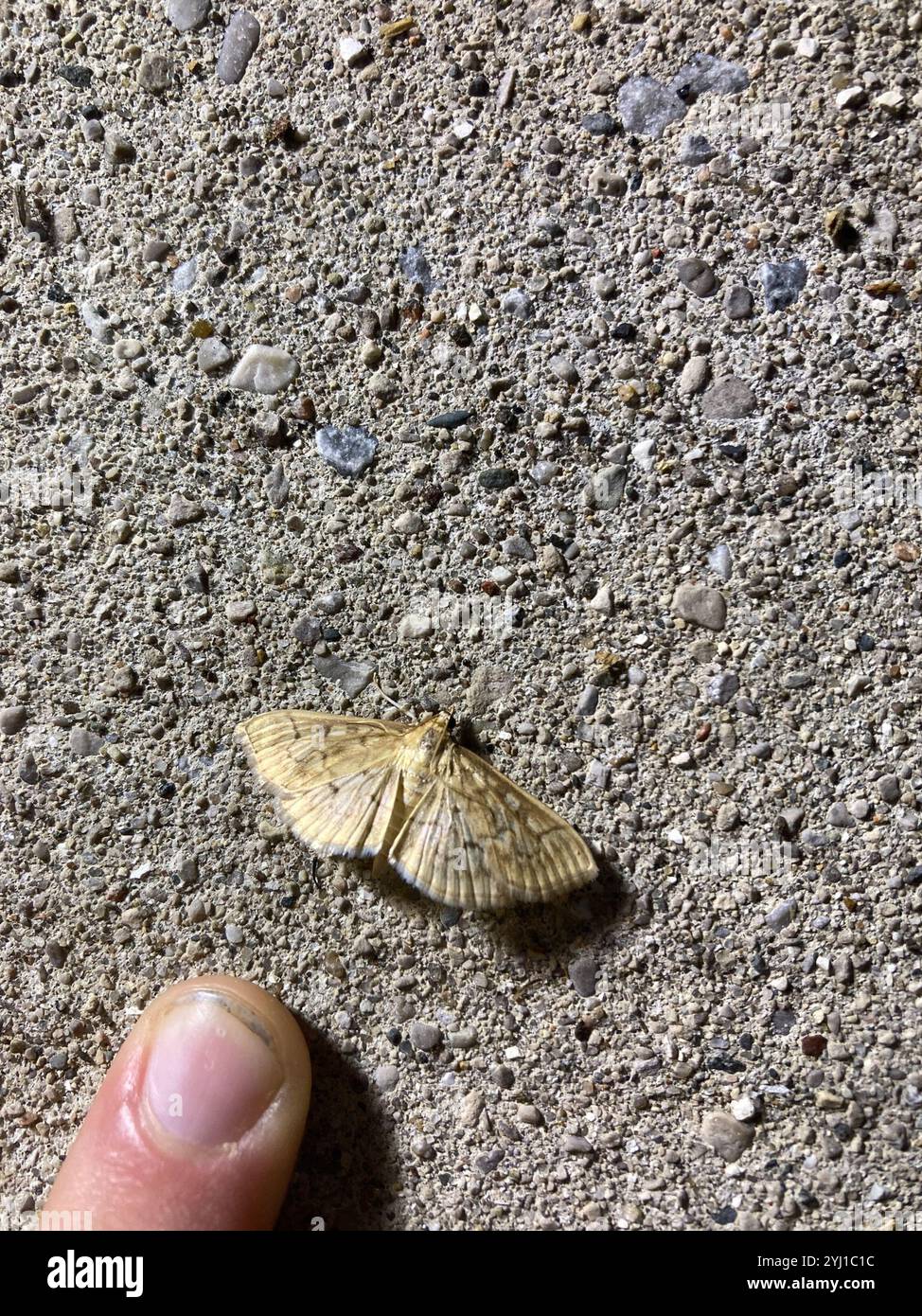 Serpentine Webworm Moth (Herpetogramma aeglealis Stock Photo - Alamy