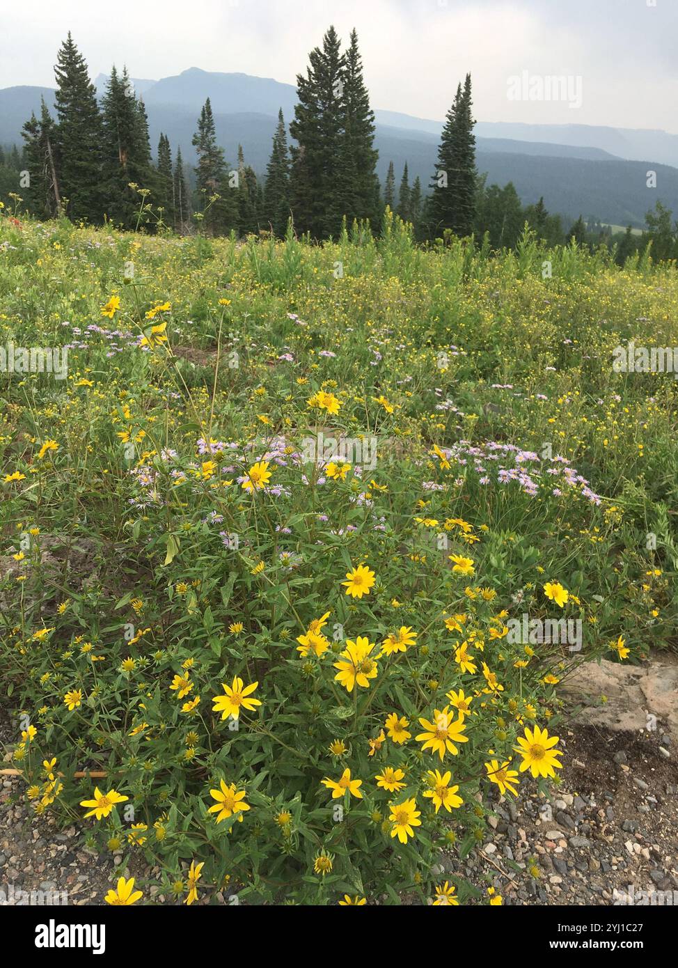showy goldeneye (Heliomeris multiflora Stock Photo - Alamy