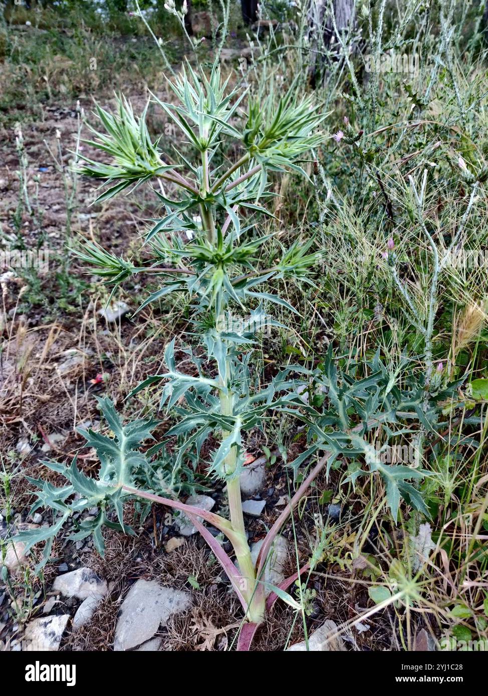 Field Eryngo (Eryngium campestre Stock Photo - Alamy