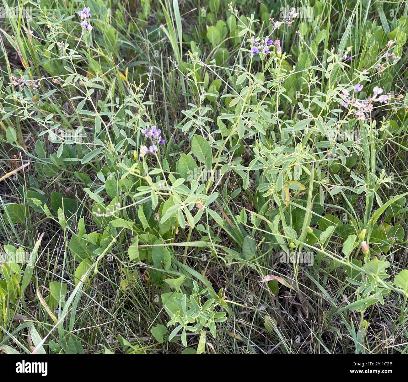 Slimflower Scurfpea (Pediomelum tenuiflorum Stock Photo - Alamy