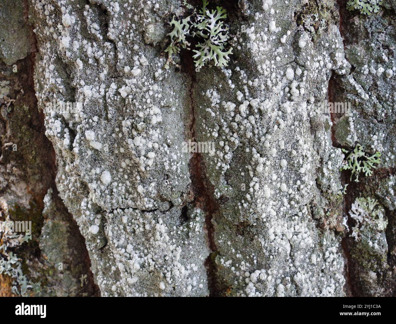Pore lichen (Lepra albescens Stock Photo - Alamy