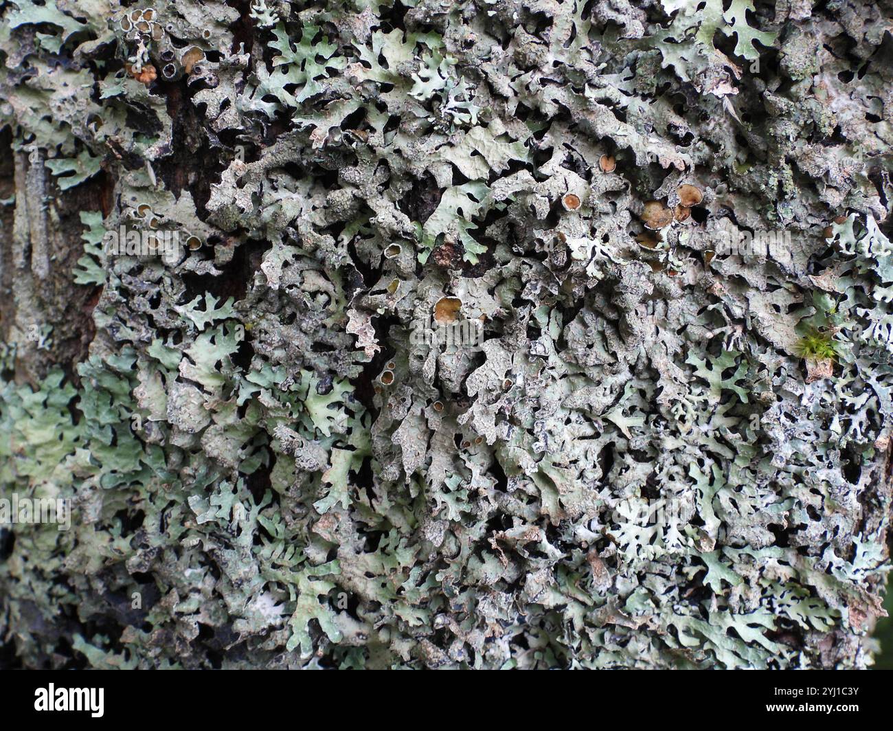 shield lichen (Parmelia sulcata Stock Photo - Alamy