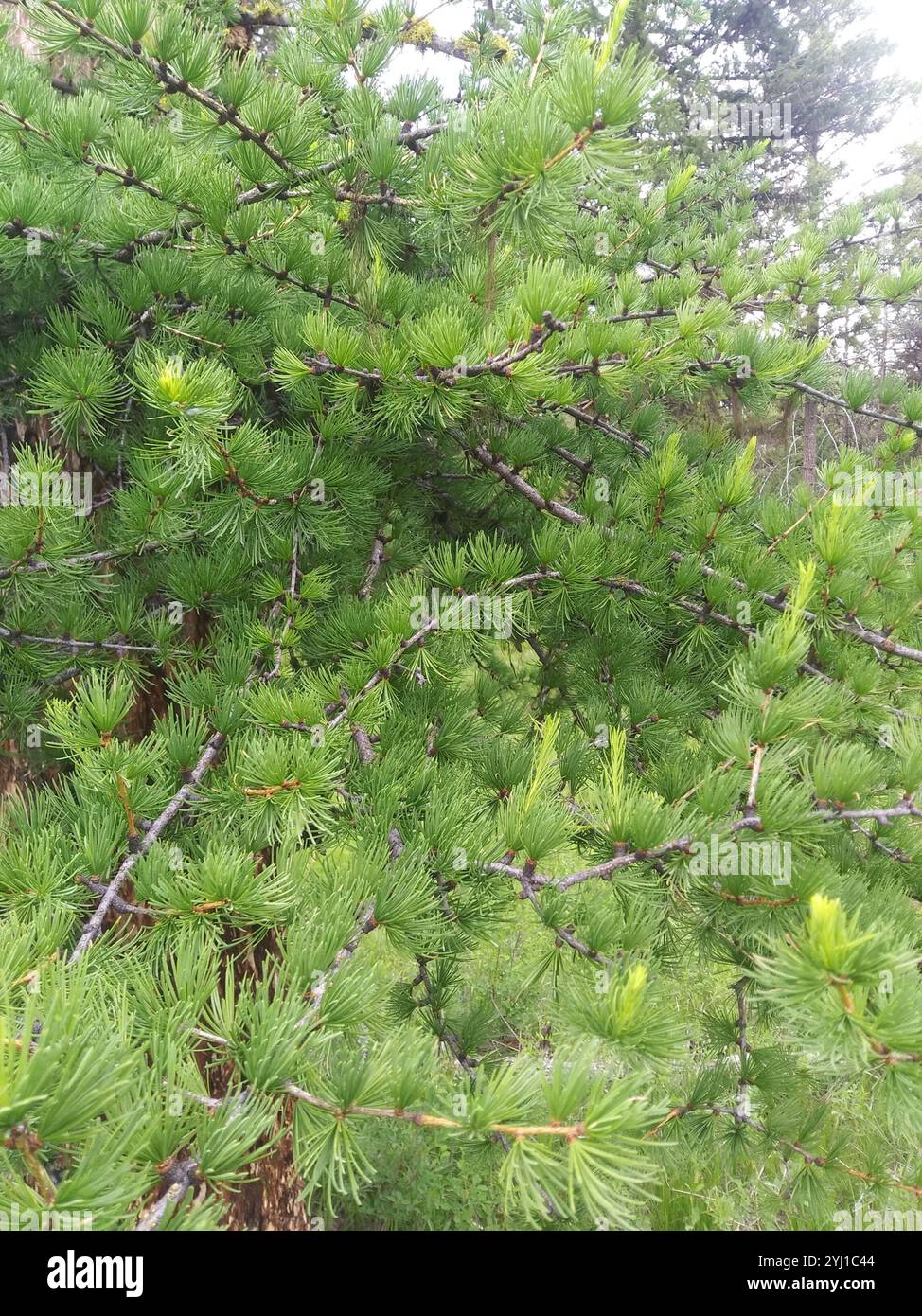 western larch (Larix occidentalis Stock Photo - Alamy