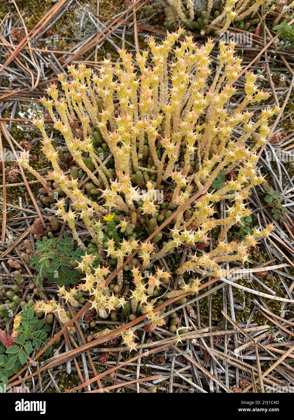 Biting Stonecrop (Sedum acre Stock Photo - Alamy