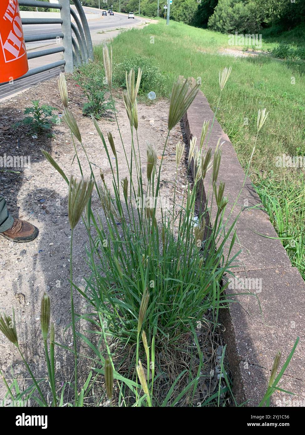 feather finger grass (Chloris virgata Stock Photo - Alamy