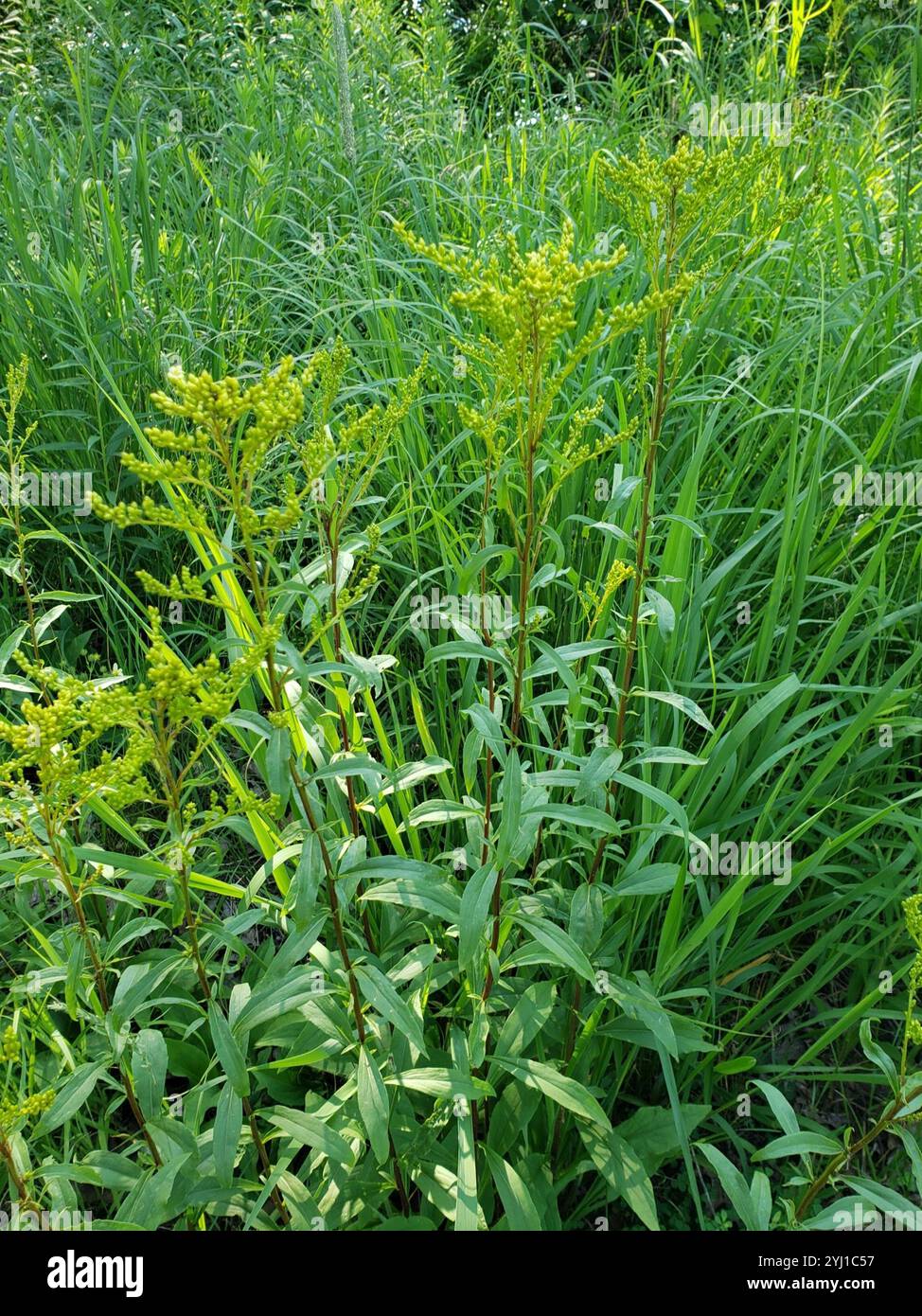 early goldenrod (Solidago juncea Stock Photo - Alamy