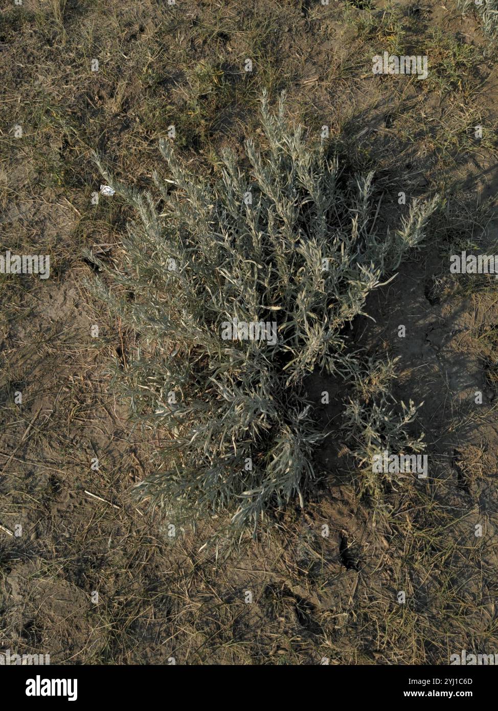 Silver Sagebrush (Artemisia cana Stock Photo - Alamy